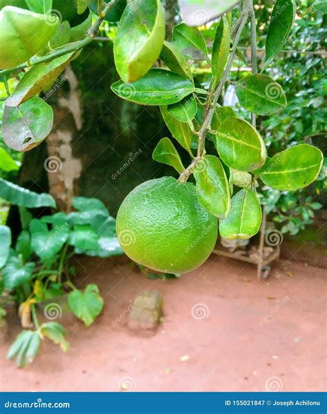Tan Gerine Stock Image Image Of Green Tangerine Fruits 155021847