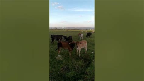 Sapi Upin Ipincowshortshortvideo Youtube Youtube