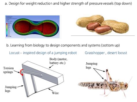 Conceptual Design Of Biologically Inspired Components And Systems [15 Download Scientific
