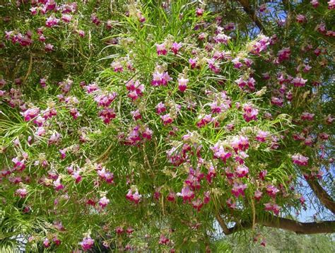 Desert Willow Tree Varieties Cliff Do