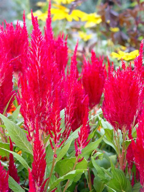 Flowers That Look Like Celosia At Teri Banuelos Blog
