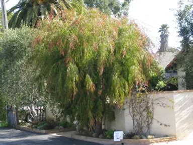 Buy Agonis Flexuosa Peppermint Tree Willow Myrtle Online