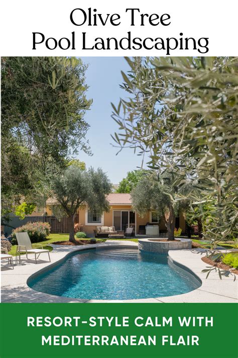 15 Stunning Olive Tree Landscaping Ideas Diy Garden