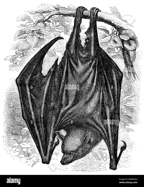 Pteropus Edulis Anonym Zoology Book 1870 Kalong Oder Fliegender