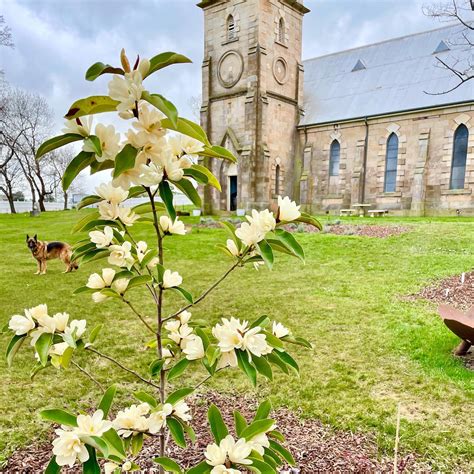 Why The Scottish Theme The Church