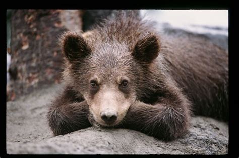 Alaska Wildlife Conservation Center Admission Ticket