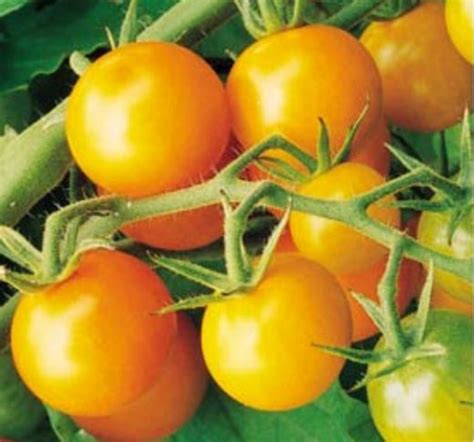 Tomato Sungold Harvest Farm