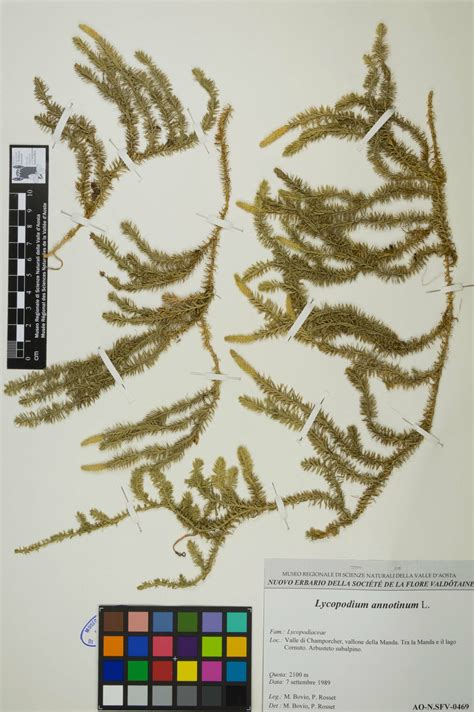 Lycopodium Annotinum L Museo Regionale Di Scienze Naturali Efisio