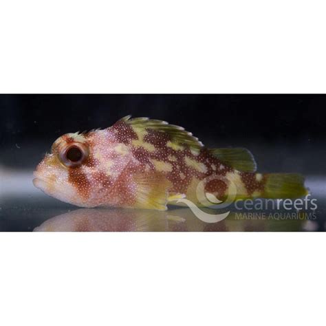 Yellow Spotted Scorpionfish Buy Aquarium Fish