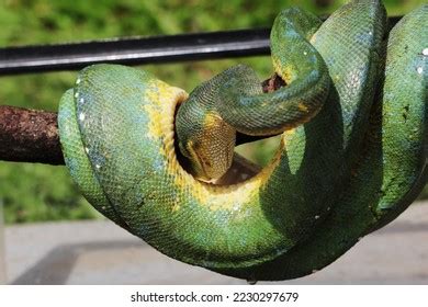 Python Branch Over Royalty Free Licensable Stock Photos Shutterstock
