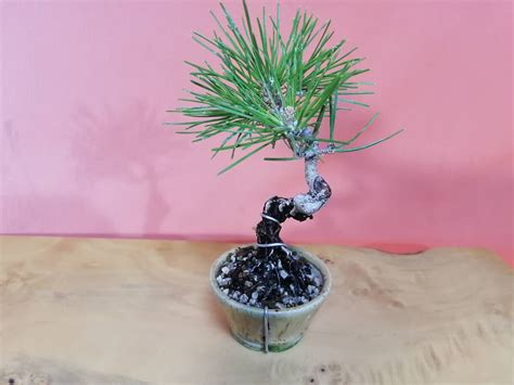 Yahooオークション 黒松