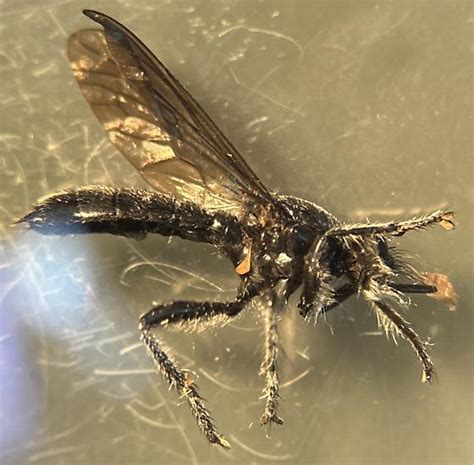 Asilidae Bugguide Net