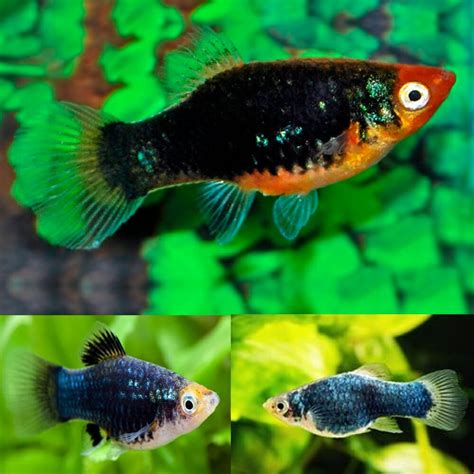 Black Platy Fish