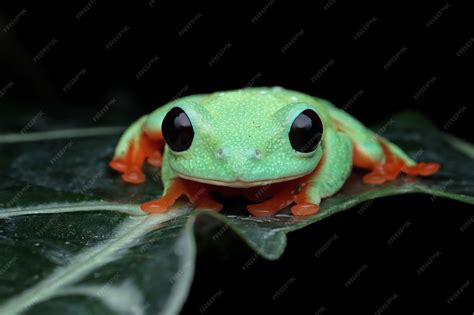 Free Photo Morelets Tree Frog Agalychnis Moreletii On Green Leaves