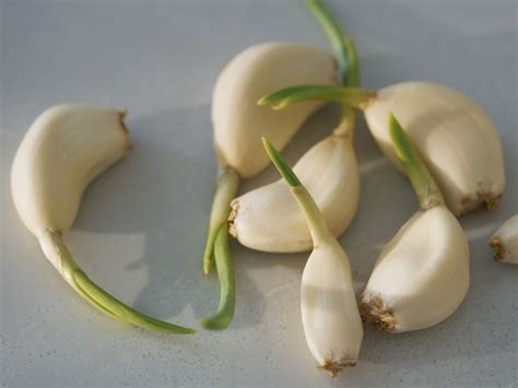 Is Sprouted Garlic Safe To Eat