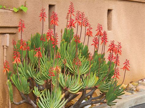 Kumara Plicatilis Fan Aloe World Of Succulents