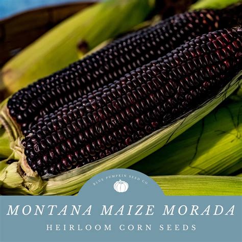 Montana Morado Maize Corn Seeds Perfect For Homemade Purple Cornbread