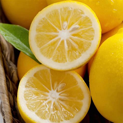 Meyer Lemon Trees For Sale Plants Express