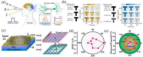 Low Dimensional Optoelectronic Synaptic Devices For Neuromorphic Vision Sensors