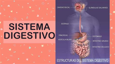 Anatomía Y Fisiología Del Sistema Digestivo Yessenia Reyes Udocz