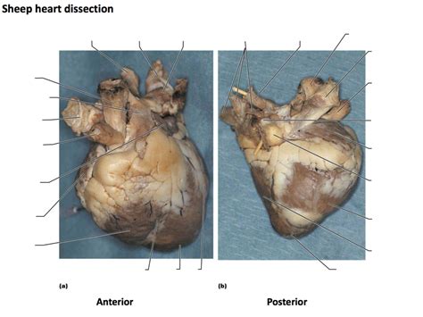 Sheep Heart Dissection Worksheet Answers