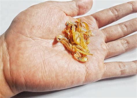 Small Anchovy Traditional Indonesian Snacks Stock Image Image Of