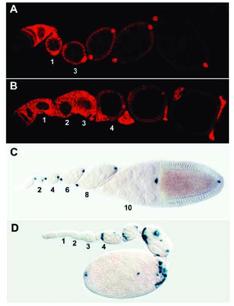 Polar Cell Specification In Ptc Mutant Ovarioles A Fas Iii Antibody