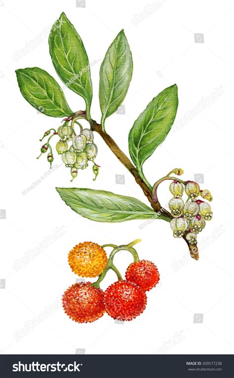 Arbutus Unedo Flower