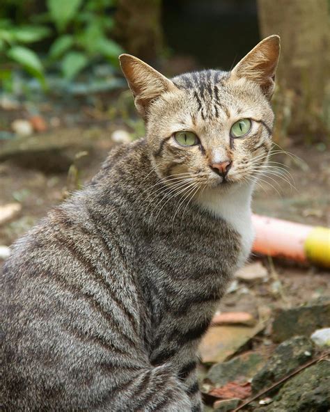 The Lucky Tabby Who Loved Two Homes By Angélica Chighine Write A