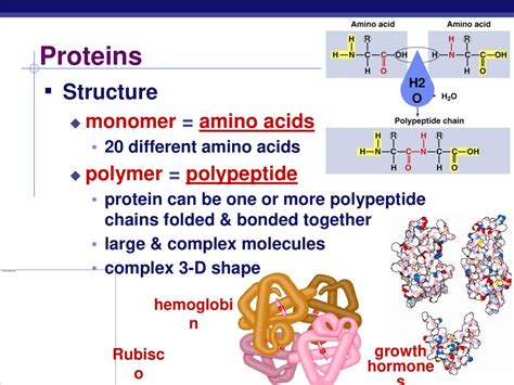 Macromolecules You Are What You Eat Ppt Download