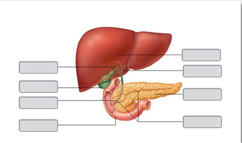 Labeling Liver Pancreas Gallbladder Diagram Quizlet