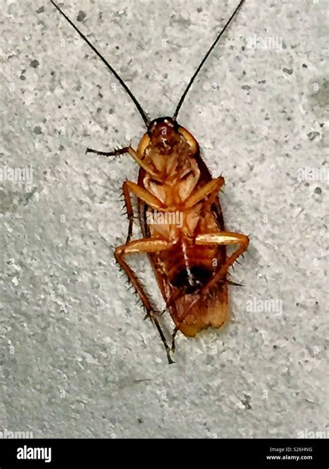 Cockroach Upside Down Roach Cockroach Insect
