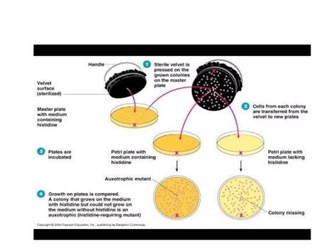 Colony Blot Hybridization Pptx Pptx