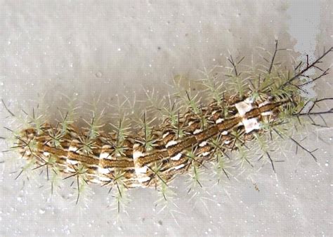 Lonomia Obliqua Moth
