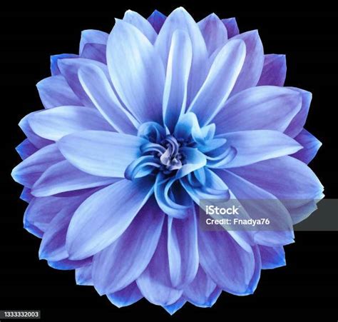 수채화 달리아 꽃 블루 퍼플 검은 색 배경에 고립 된 꽃 클리핑 경로가 있는 그림자가 없습니다 클로즈업 자연 검정색 배경에 대한