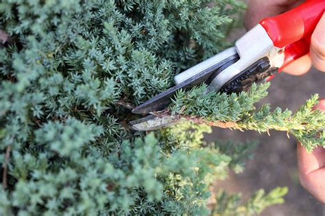 How To Grow And Care For Creeping Juniper Gardeners Path