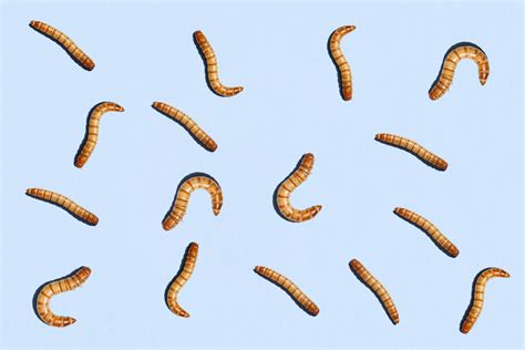 Insect Protein Edible Worms Why You May Want To Add These Nutritious