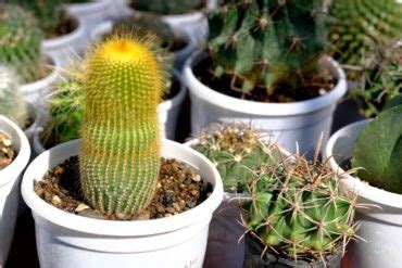 8 Expert Tips For Watering Cacti Horticulture Magazine