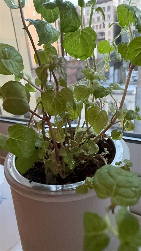 Identification Help Identifying This Type Of Mint Gardening