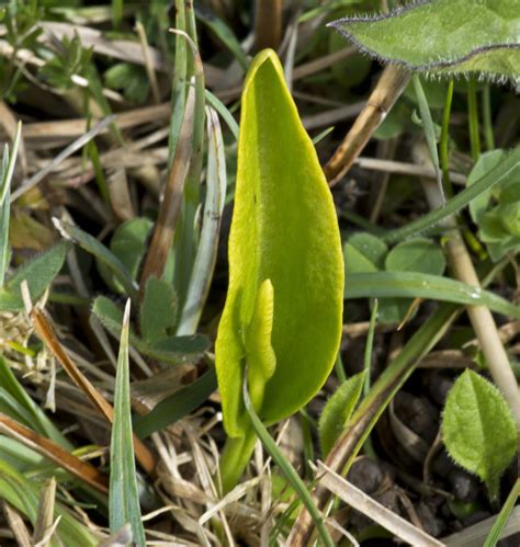 Adders Tongue Naturespot