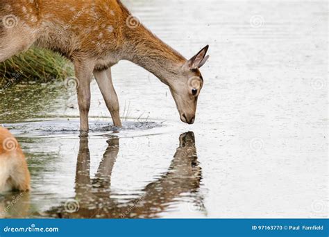 Deer Drinking Water From Stream