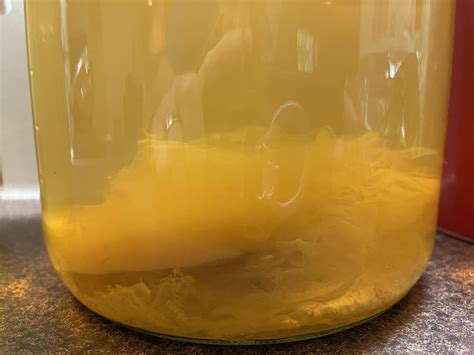 New Scoby Sank And Looks Scary R Kombucha