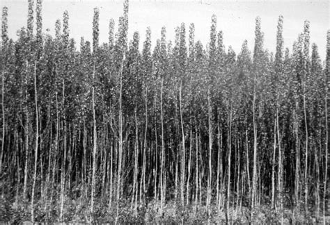 An2 A History Of Forest Use In The Pacific Northwest Global Systems