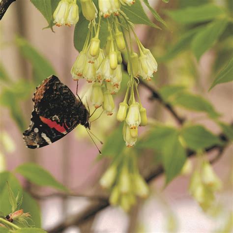 Staphylea Trifolia Bladdernut