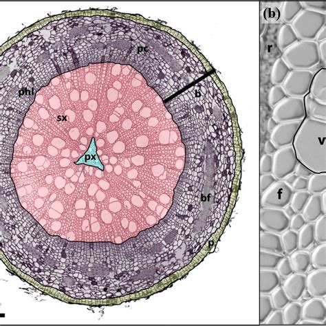 Poplar Root Anatomy After Exposure To Elevated O3 In Combination With