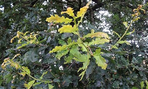 New Liturgical Movement Lammas Day