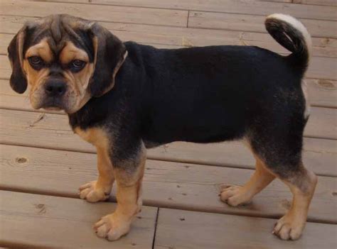 Puggle Designer Dog Breed Pug Beagle Mix Information And Images