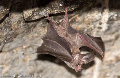 Northern California Bat Species