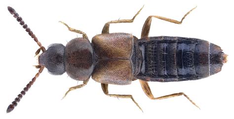 Dalotia Coriaria