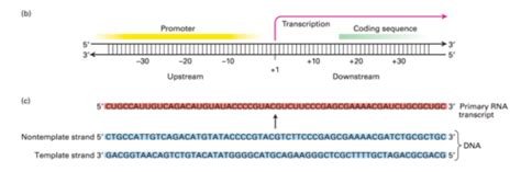 Bio3170 Midterm 2 Flashcards Quizlet